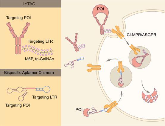 靶向蛋白质降解：机制、策略和应用 - 知乎
