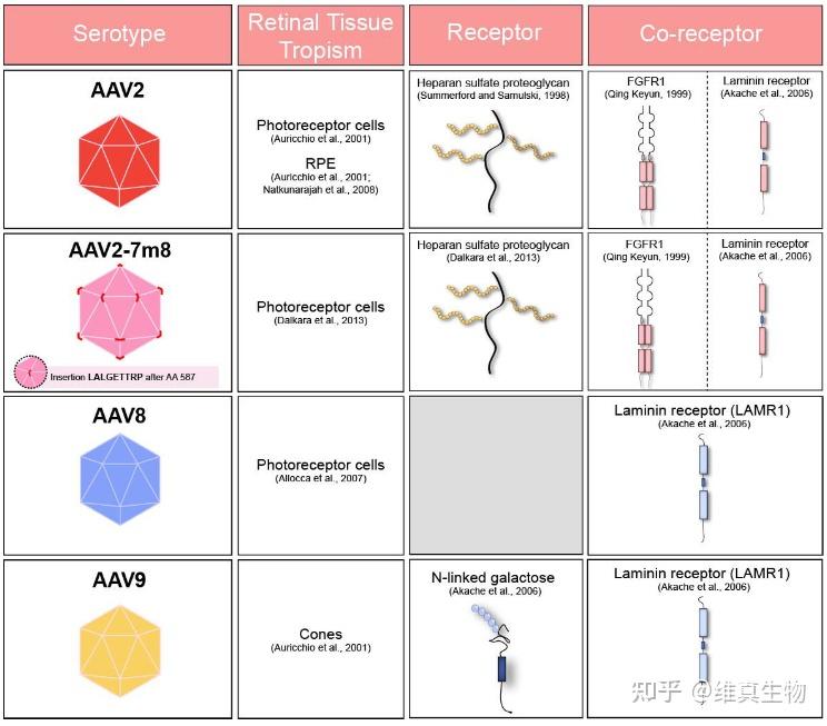 AAV在眼睛中的靶向传递策略 - 知乎