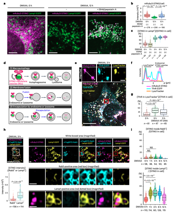 Nature Cell Biology丨STING 信号通过源自循环核内体的 ESCRT 依赖性囊泡微自噬而终止 - 知乎