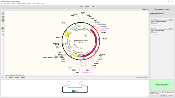 SnapGene分子克隆课堂Ⅲ：Gibson Assembly®无缝克隆 - 知乎