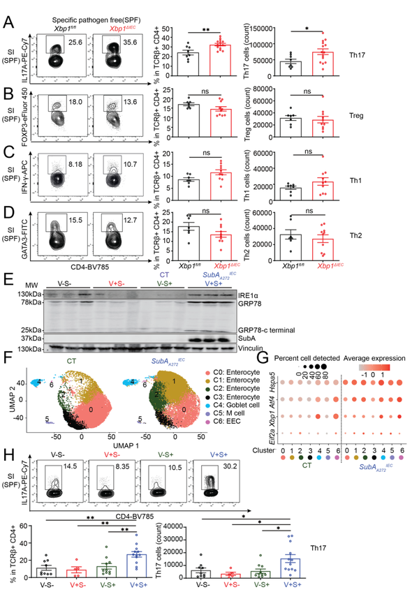Immunity︱哈佛医学院段金志等揭示肠上皮细胞通过上调内质网应激促进Th17细胞的分化的机理 - 知乎