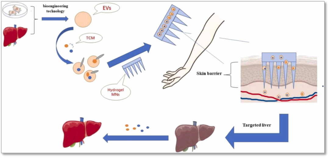 Pharmacol Res 综述 | 徐涛/周焕团队聚焦天然产物治疗药物性肝损伤的研究进展、作用机制、减毒方法 - 知乎
