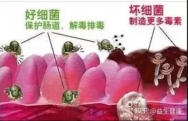 服用益生菌后的“赫氏消亡反应”，科学解释 - 知乎