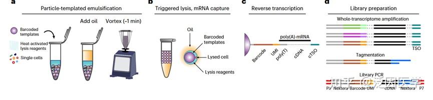 单细胞测序科普1——非微流控的单细胞测序的新方法：PIPseq和RevGel-seq - 知乎