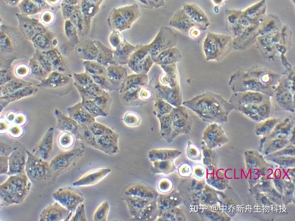 HCCLM3细胞培养实验操作方法和复苏 - 知乎