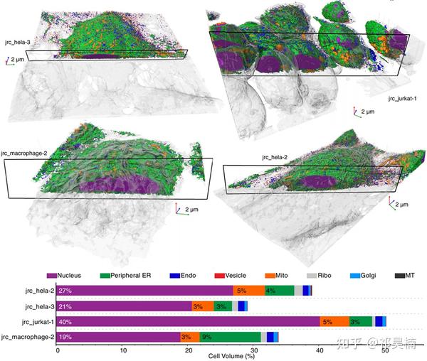 光镜电镜成像领域世界级大佬-Jennifer Lippincott Schwartz - 知乎