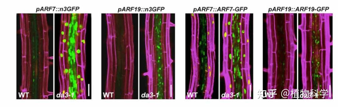 安徽农业大学在《Cell》子刊发表生物学新成果 - 知乎