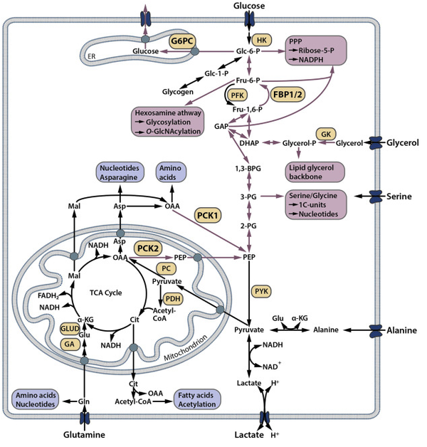 糖异生的过程与调控 - 知乎