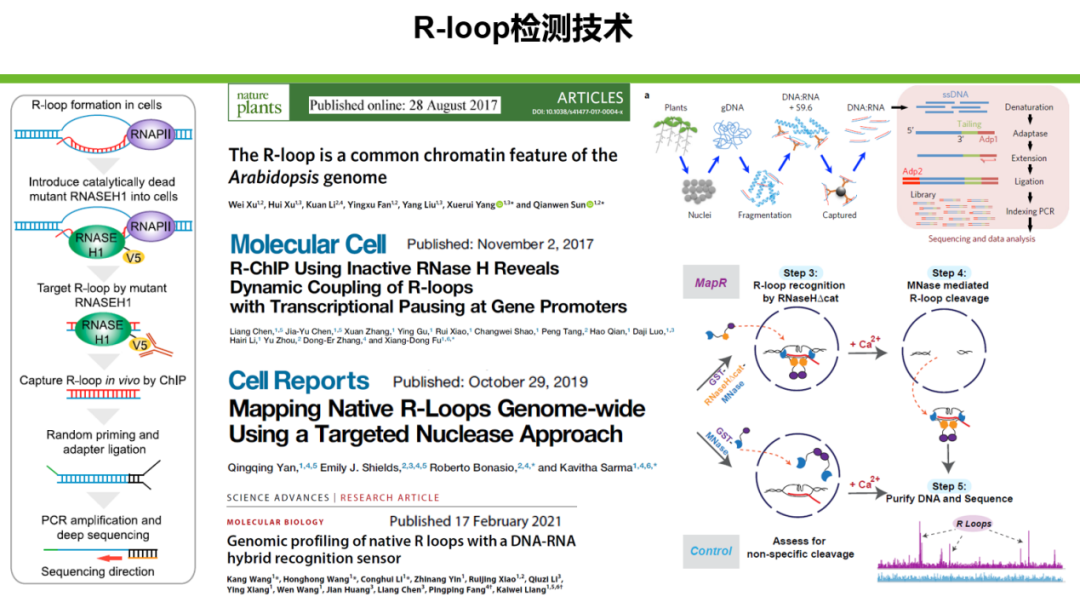 特殊DNA-RNA互作R-loop丰富基因转录的表观调控机制 - 知乎