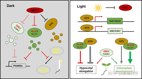 中科院分子植物卓越中心王鹏课题组揭示转录因子GLK和HY5在光诱导植物幼苗发育过程中的功能 - 知乎