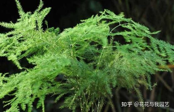 文竹的养殖方法和注意事项,以及繁殖、盆景制作技巧 知乎