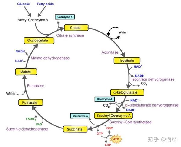 三羧酸 (TCA) 循环中间体：柠檬酸盐、顺乌头酸、异柠檬酸、α-酮戊二酸、琥珀酰辅酶A、琥珀酸盐、富马酸盐、苹果酸和草酰乙酸 - 知乎