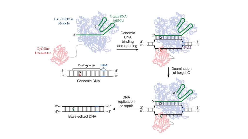 基因组DNA单碱基编辑技术与工具开发(附PPT下载链接) - 知乎