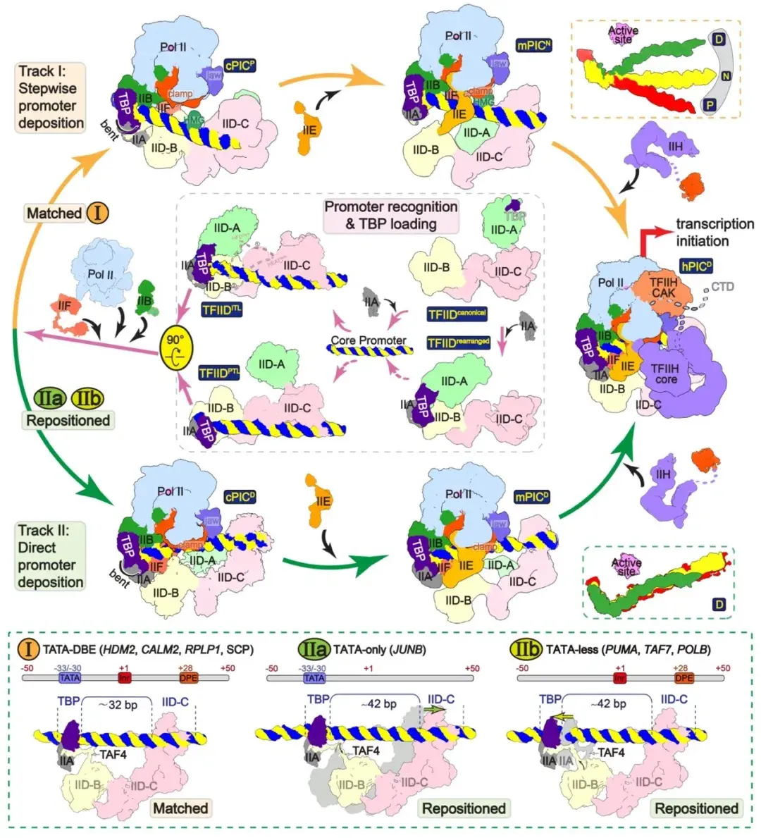 Science丨转录调控领域突破性进展，徐彦辉团队全面揭示转录起始复合物的工作机制 - 知乎
