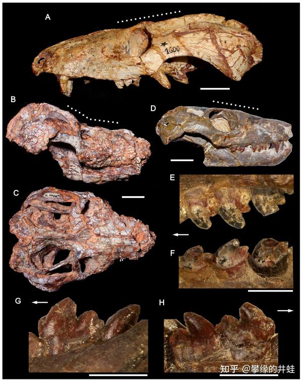 【地球演义】第二百八十二回 百兽图12：黄鼠狼下豆杵子 - 知乎