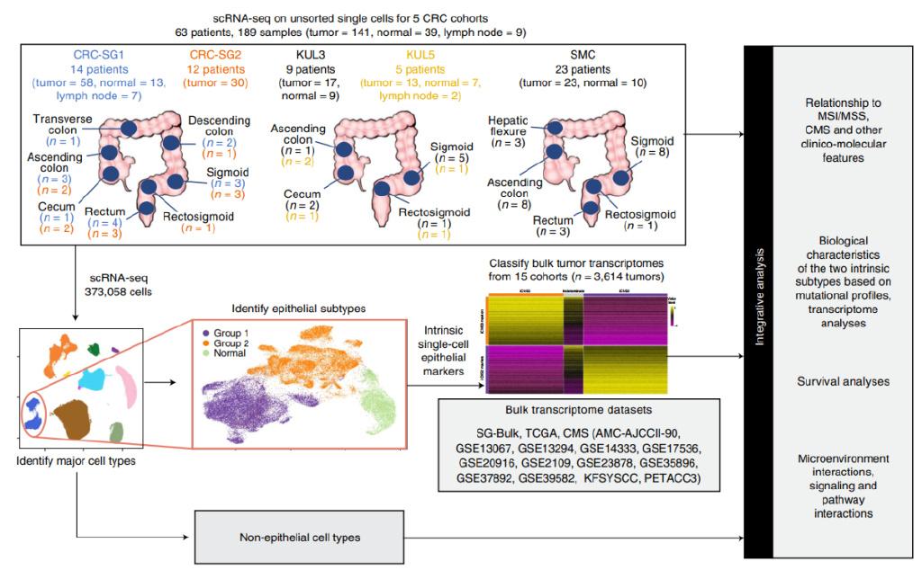 科研盘点 | 单细胞测序在结直肠癌研究中的应用 - 知乎