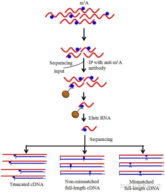 易基因｜m1A RNA甲基化测序（MeRIP-seq/m1A-seq） - 知乎