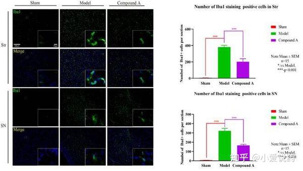 6-OHDA诱导大鼠模型|动物模型构建|大鼠模型构建服务 - 知乎