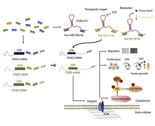 文献精读{IF＞10ceRNA海绵机制}：课题框架 - 知乎