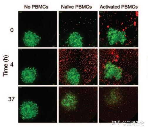 InSphero 3D微球培养板助力实体瘤细胞微球与免疫细胞共培养 - 知乎
