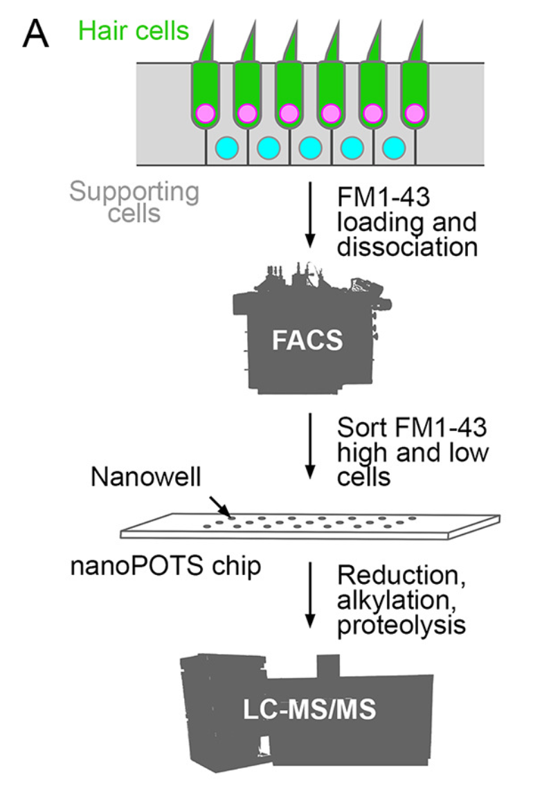 7大热点趋势，单细胞测序&蛋白质组学定量研究方向 - 知乎