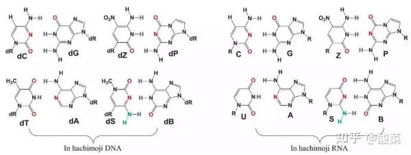 8碱基DNA的诞生，会是外星生命的遗传密码么？ - 知乎