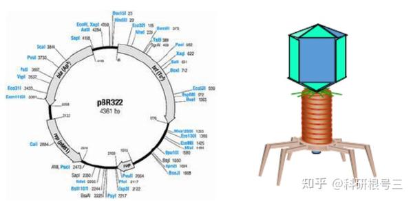 常见的载体类型汇总：质粒载体、噬菌体载体、柯斯载体、病毒载体、人工染色体载体 - 知乎