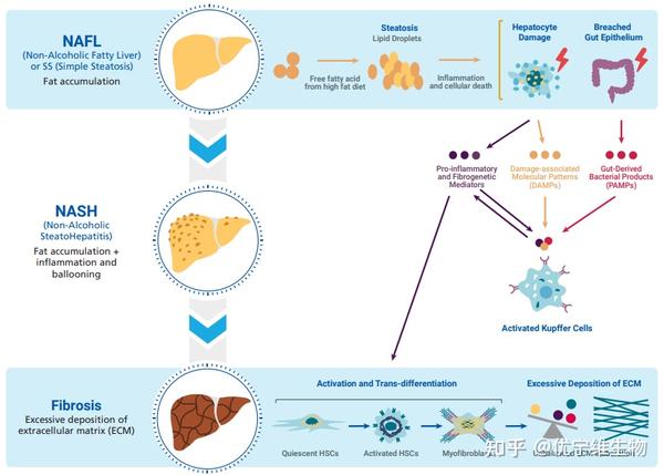 Systemic Immunity in NAFLD&NASH : Total Solution All in One - 知乎