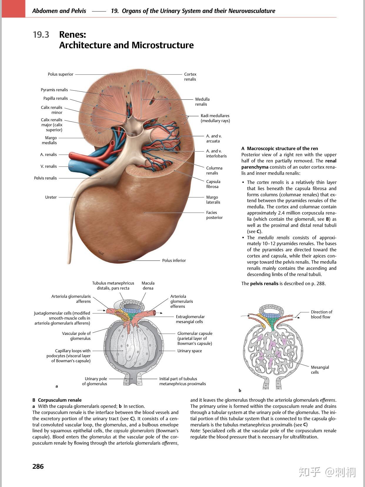 有什么比较好的解剖图谱值得推荐？ - 知乎
