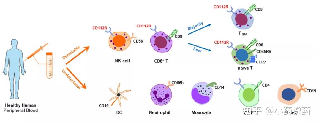 肿瘤免疫治疗中的CD112R/CD112轴 - 知乎