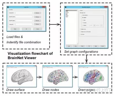 BrainNet Viewer:人类大脑连接的网络可视化工具 - 知乎
