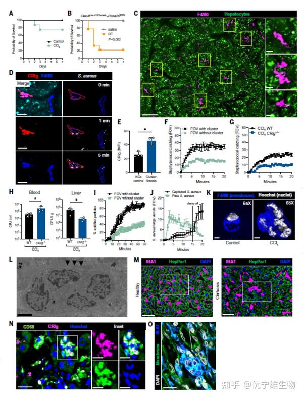 [IF: 56.9] Science揭示巨噬细胞Kupffer的新帮手，原来竟是他？！ - 知乎
