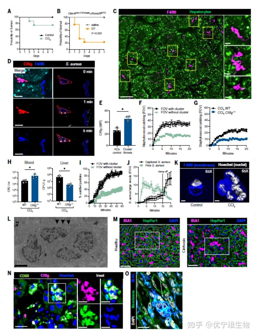 [IF: 56.9] Science揭示巨噬细胞Kupffer的新帮手，原来竟是他？！ - 知乎