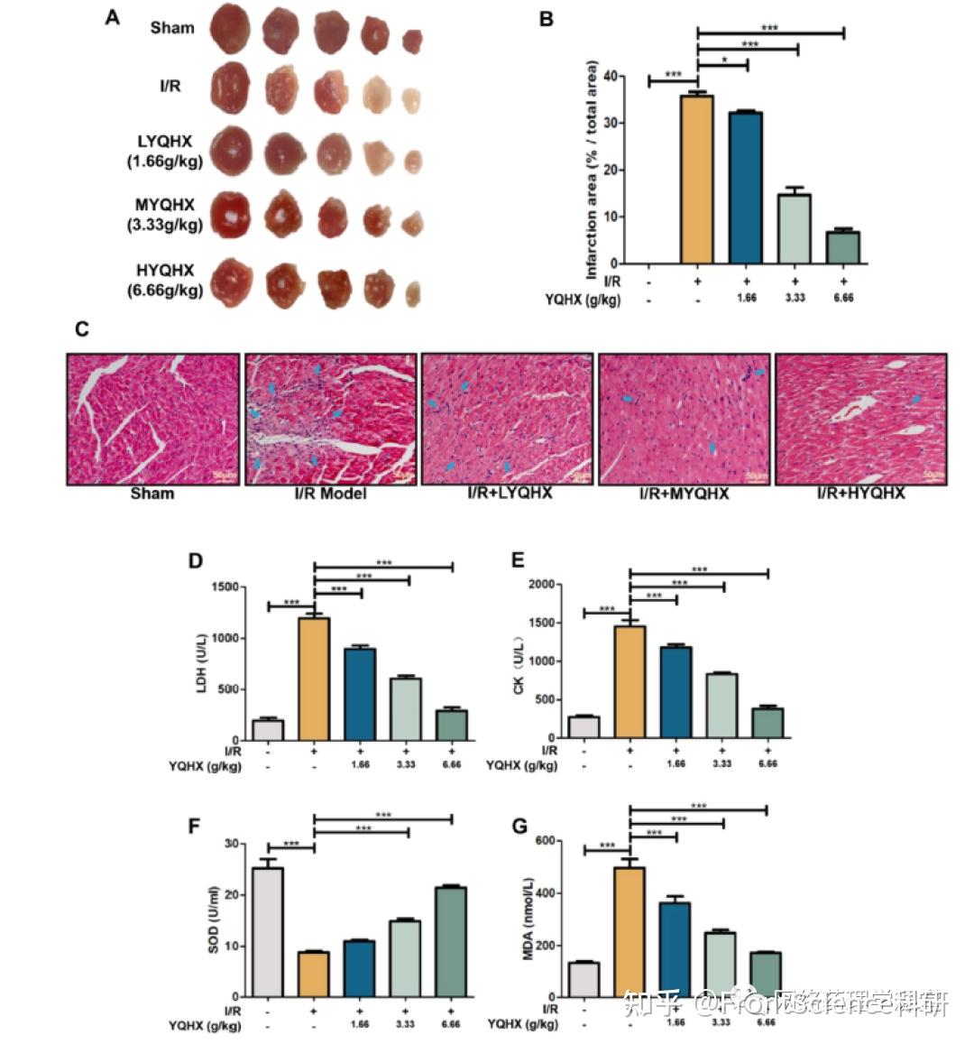 IF10.334|整合网络分析和实验验证揭示益气活血方治疗心肌缺血/再灌注损伤的线粒体自噬相关机制 - 知乎
