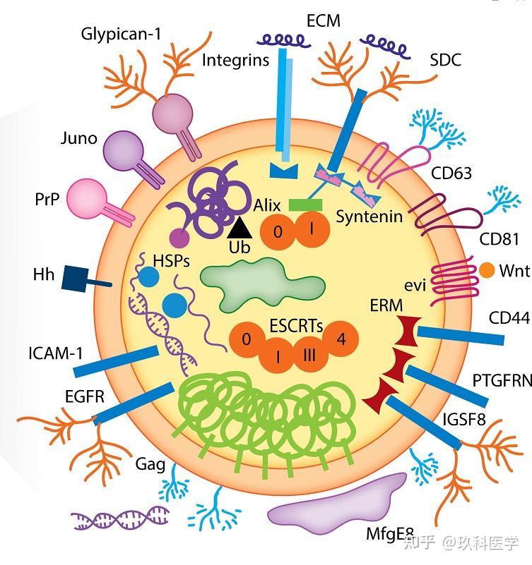 国自然宠儿“外泌体”，这些研究“套路”不要错过 - 知乎