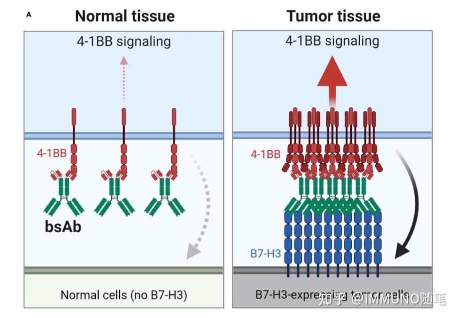 CD137/4-1BB I 肿瘤免疫治疗热门靶点 - 知乎