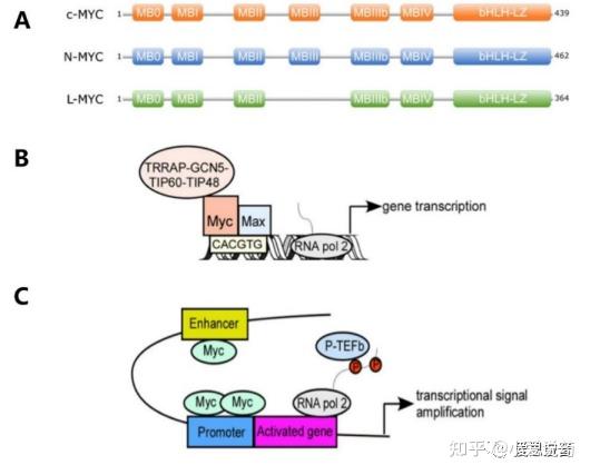 《普创新》全面助力新药研发，挑战“不可成药”靶点之_C-Myc - 知乎