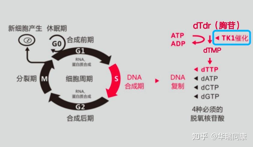 为什么说细胞增殖标志物TK1是更好的泛癌早筛指标？ - 知乎