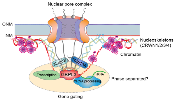 PLoS Biol︱谷杨楠团队揭示植物核孔复合体新组分GBPL3在核篮和核纤层之间发挥 “桥梁” 的新机制 - 知乎