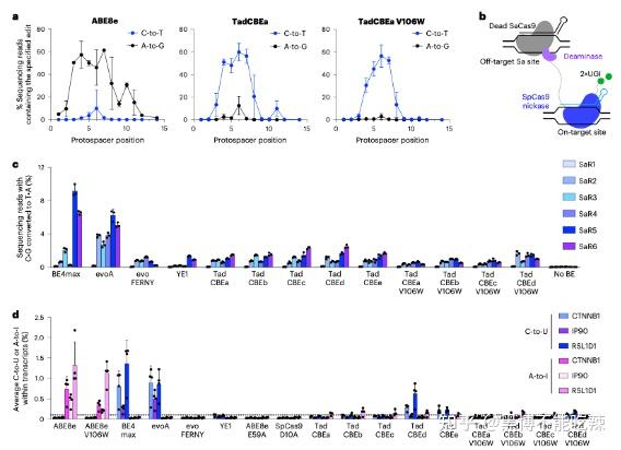 基于TadA-8e的CBE工具开发 - 知乎
