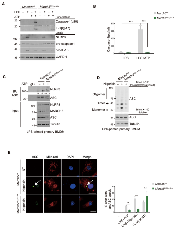 EMBO丨线粒体 NLRP3-NEK7 复合物形成和 NLRP3 炎性体激活需要 MARCH5 依赖性 NLRP3 泛素化 - 知乎