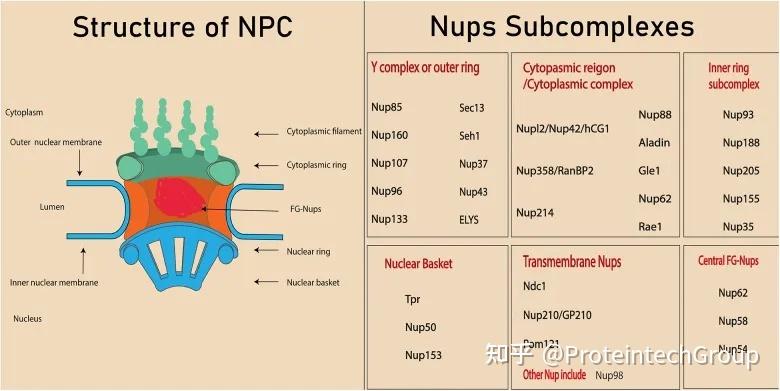 蛋白质如何在细胞核/质之间穿梭？核质转运的机制全介绍 - 知乎