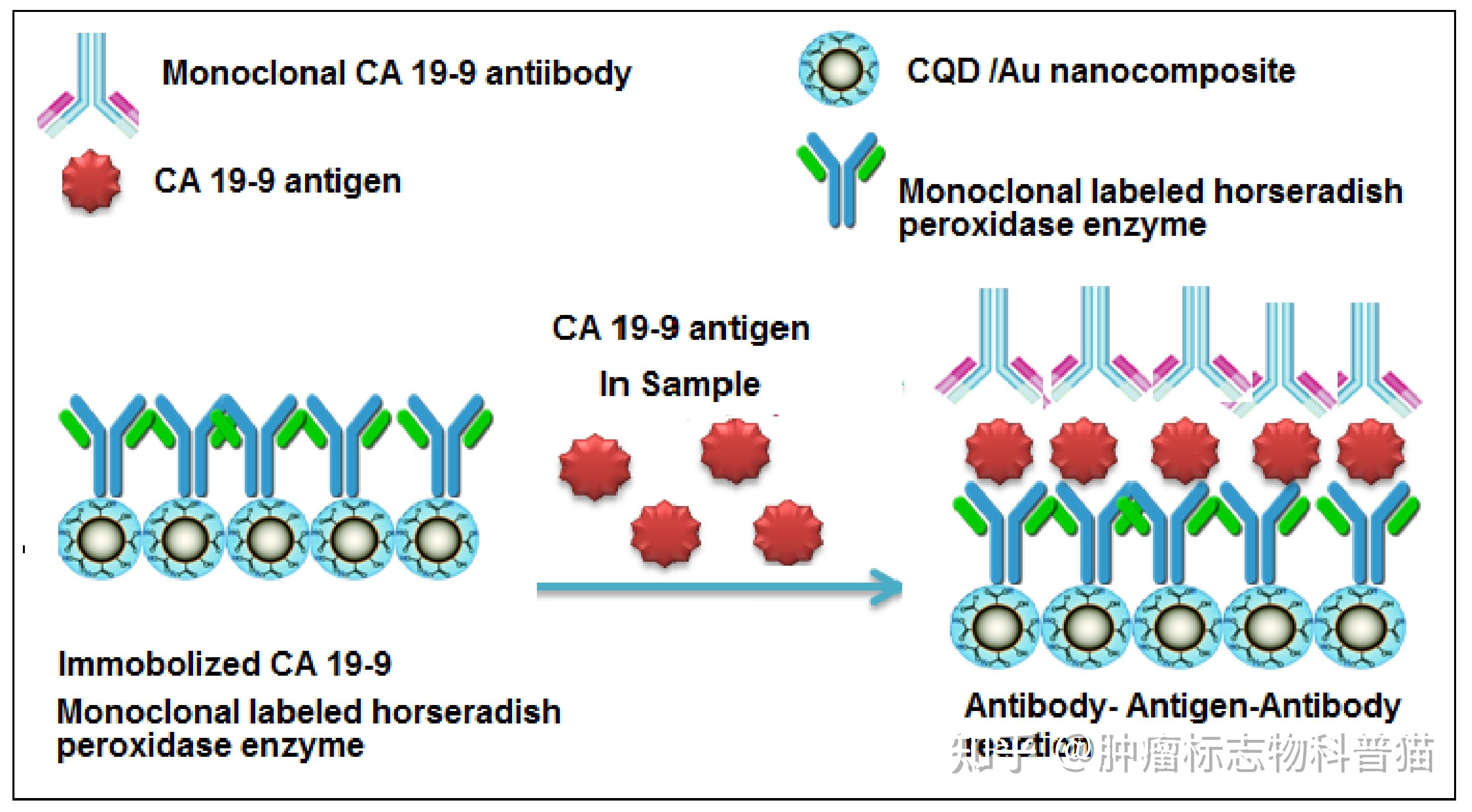 肿瘤标志物科普系列--CA199偏高原因分析（专业长文） - 知乎