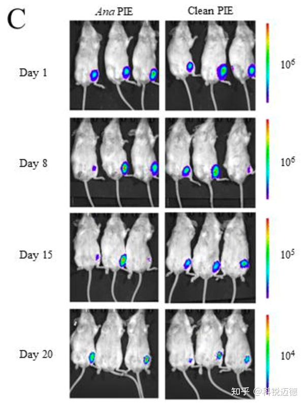 Clean-PIE超越ORNA：科锐迈德公开环状RNA成环框架底层技术 - 知乎