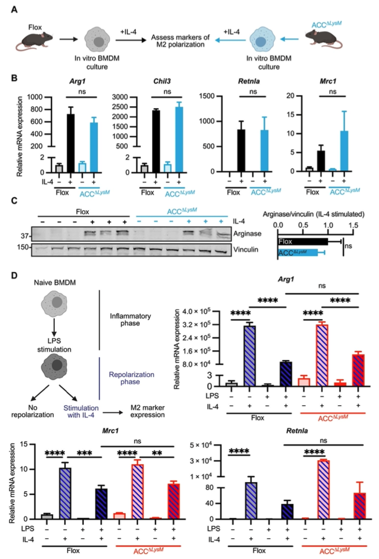 Science子刊丨巨噬细胞乙酰辅酶 A 羧化酶通过控制糖脂代谢调节急性炎症 - 知乎