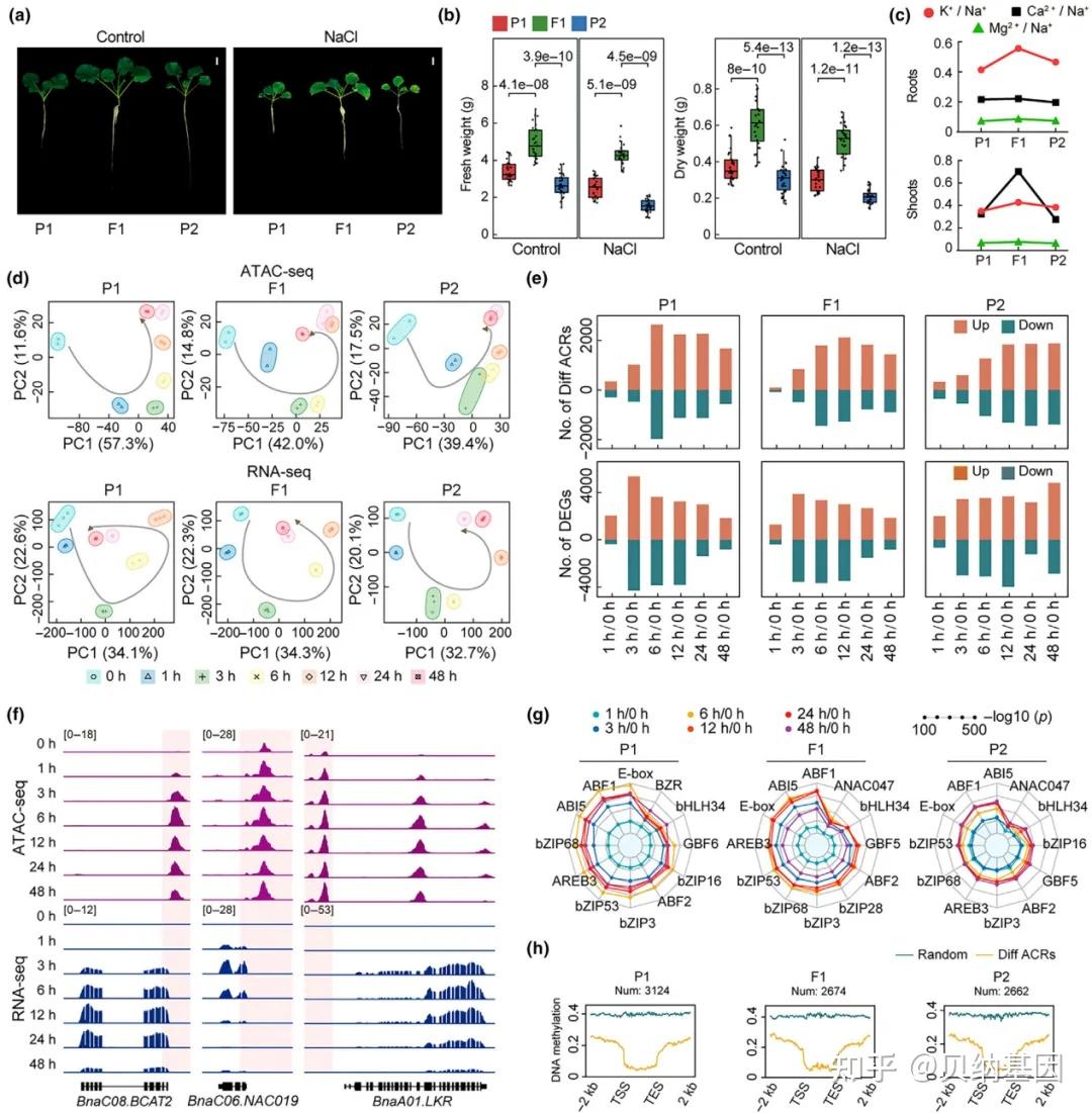 New Phytol 最新解密|甘蓝型油菜耐盐杂种优势新机制：染色质与基因的 “协同魔法” - 知乎
