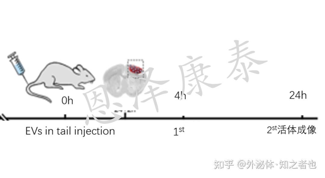 如何制作精美的外泌体功能学结果图？ - 知乎