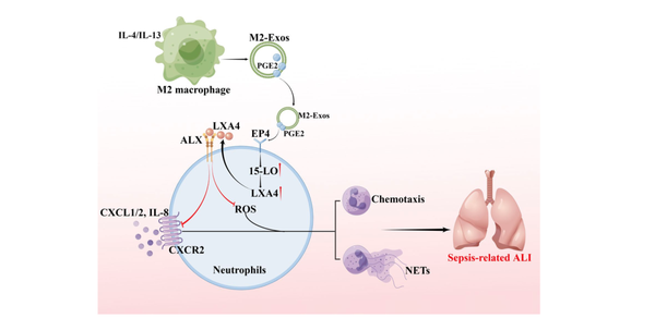 生物医学杂志丨IF：11丨M2巨噬细胞外泌体 通过抑制中性粒细胞NETs从而减轻脓毒症损伤 - 知乎