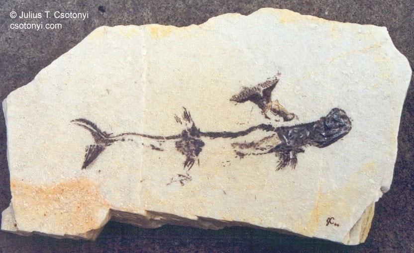 【地球演义】鲛腾记1：骨 - 知乎