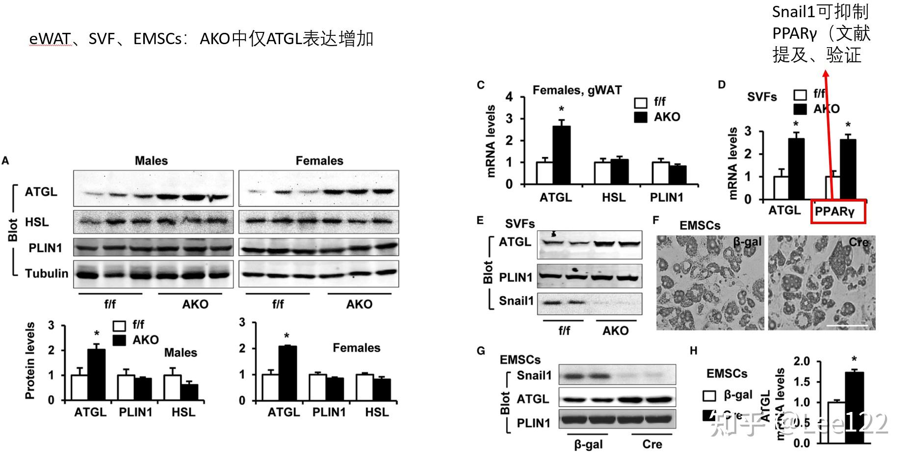 脂肪Snail1通过抑制ATGL的表达调节脂质分解 - 知乎